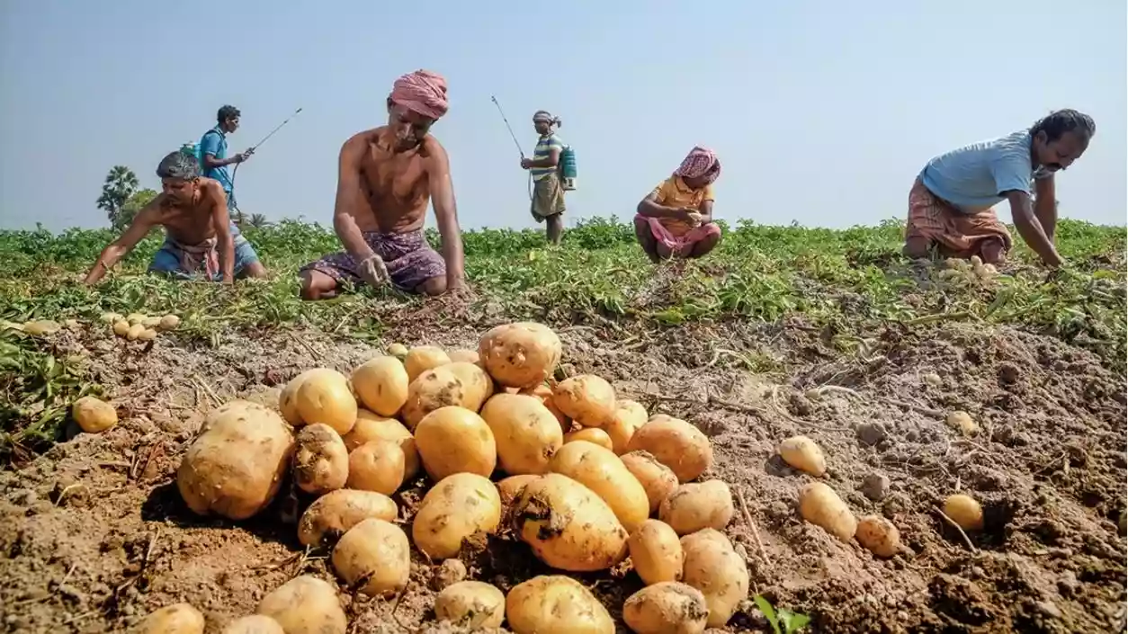 Bengal sets ₹900 MSP as farmers forced to sell potatoes below cost amid ...
